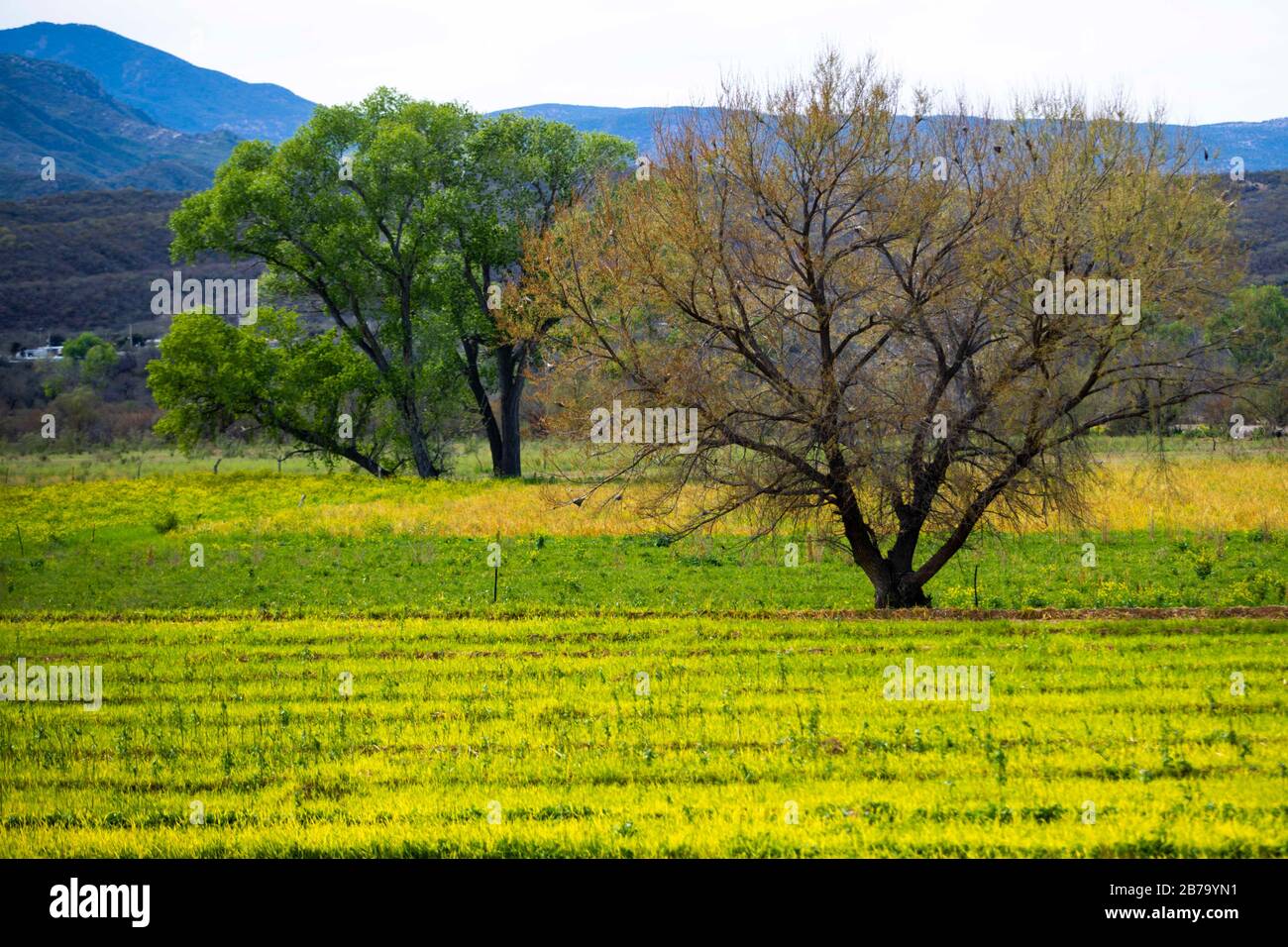 spring landscape on a plot and an alamo tree. Rio Sonora route. Aconchi ...
