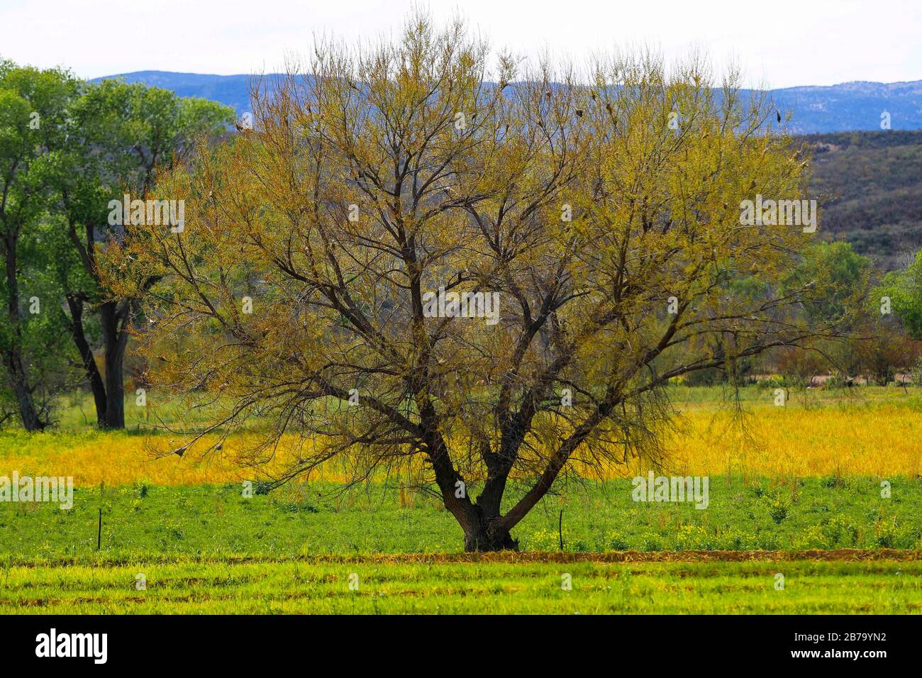 spring landscape on a plot and an alamo tree. Rio Sonora route. Aconchi ...