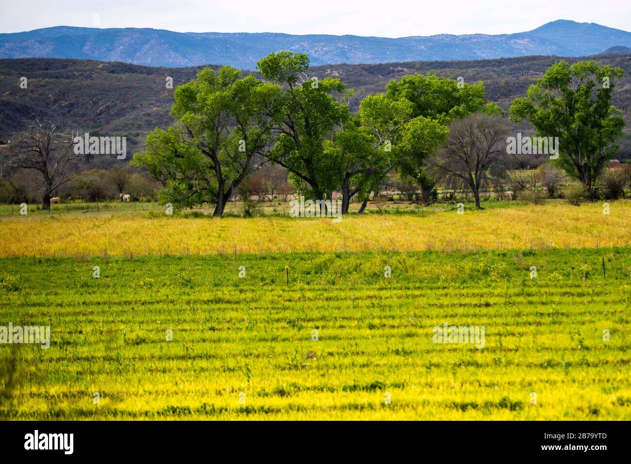 spring landscape on a plot and an alamo tree. Rio Sonora route. Aconchi ...