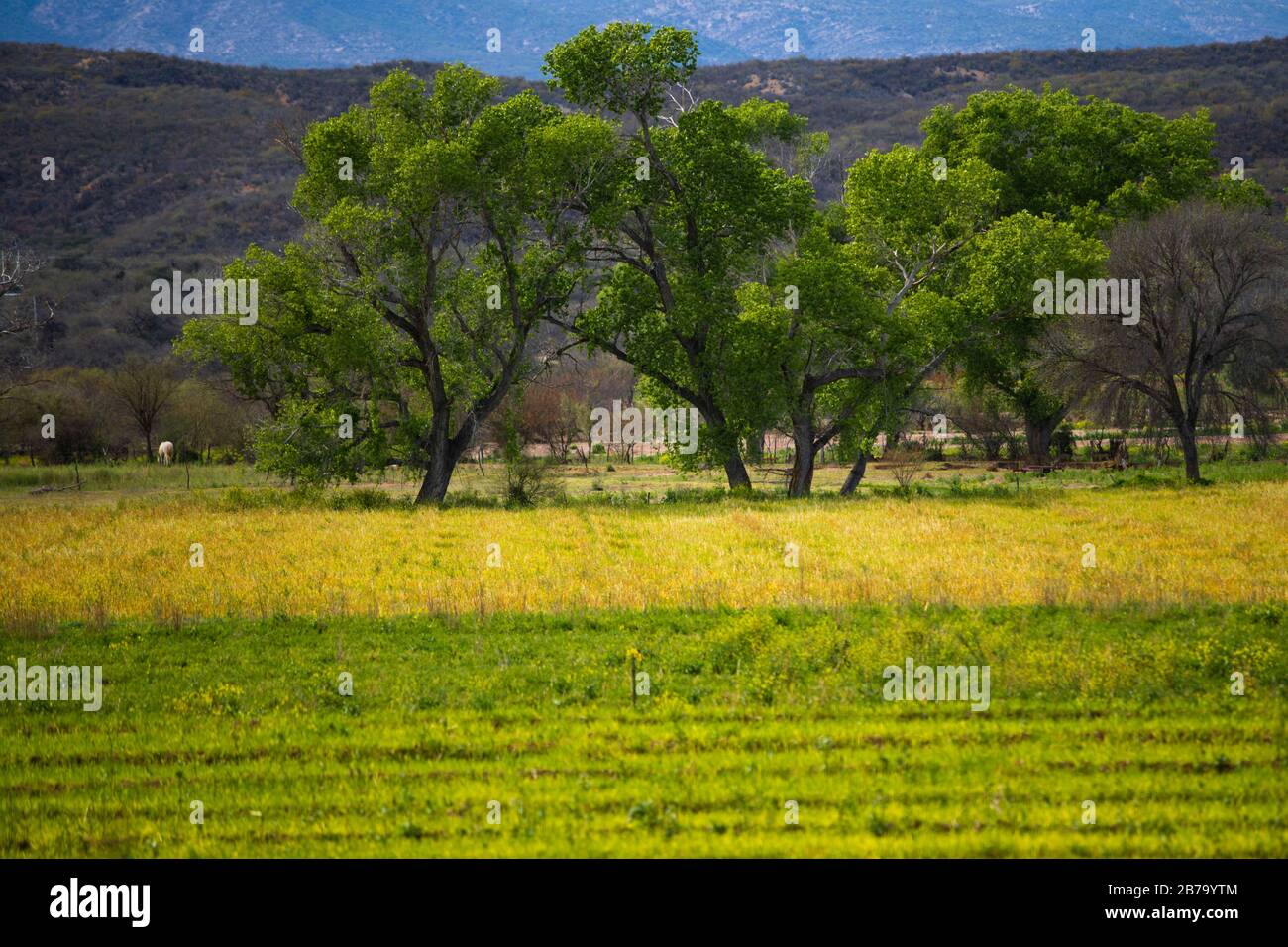 spring landscape on a plot and an alamo tree. Rio Sonora route. Aconchi ...