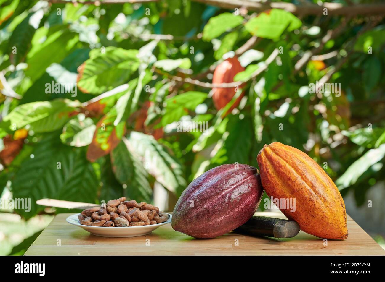 Rainforest seed pods hi-res stock photography and images - Alamy