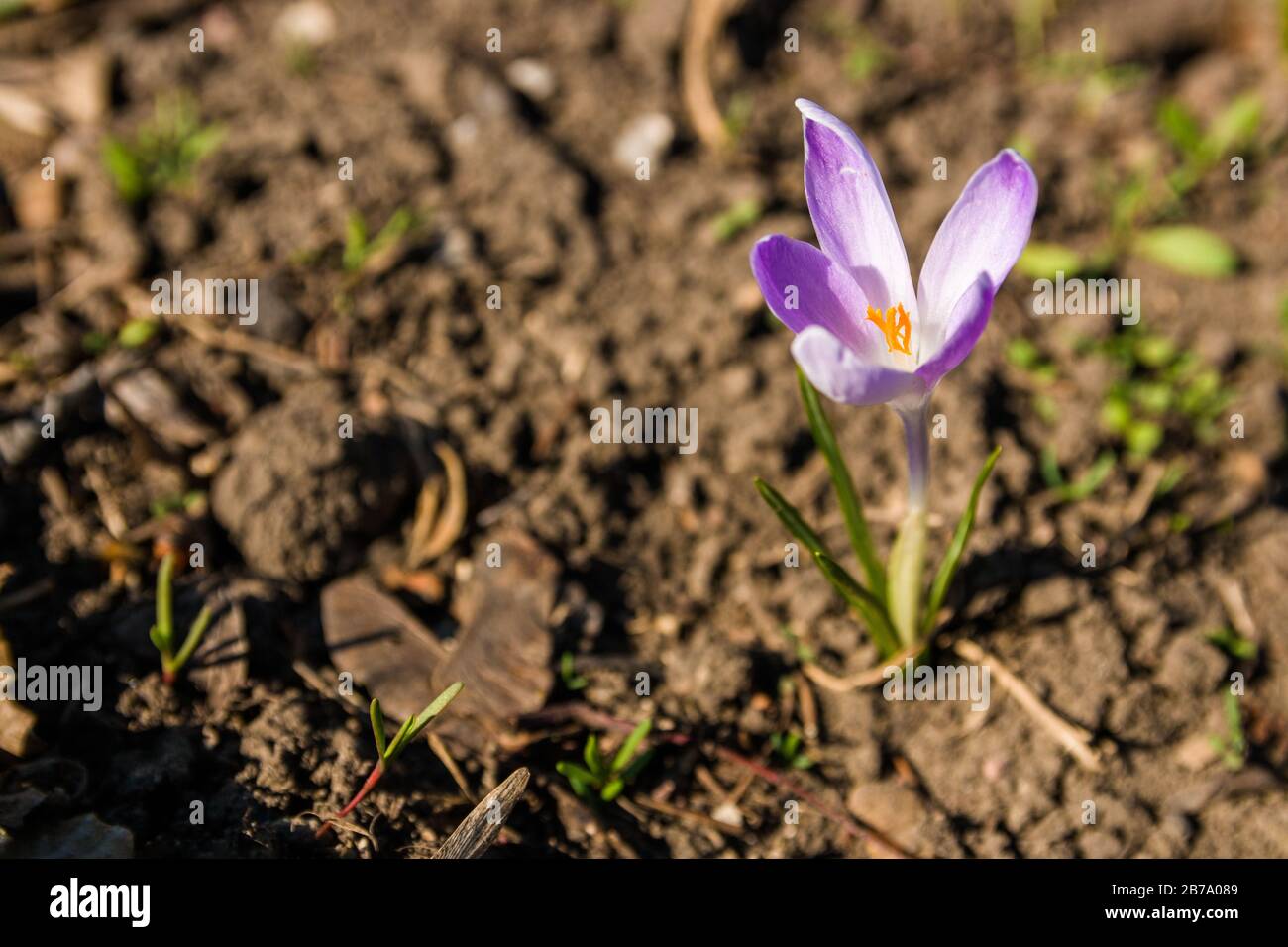 first signs of spring. one fresh crocus flower warmed by sun beams in ...