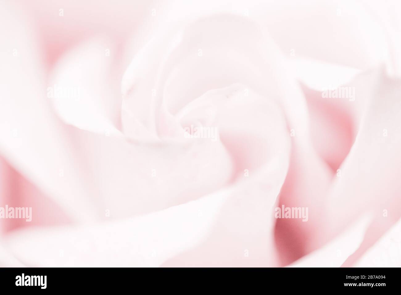 Tender rose flower in nature, floral art and botanical garden as ...