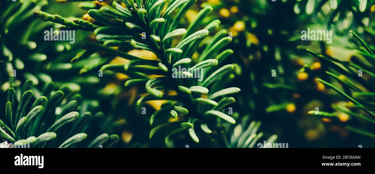 Evergreen fir tree branch as botanical background, nature and ...