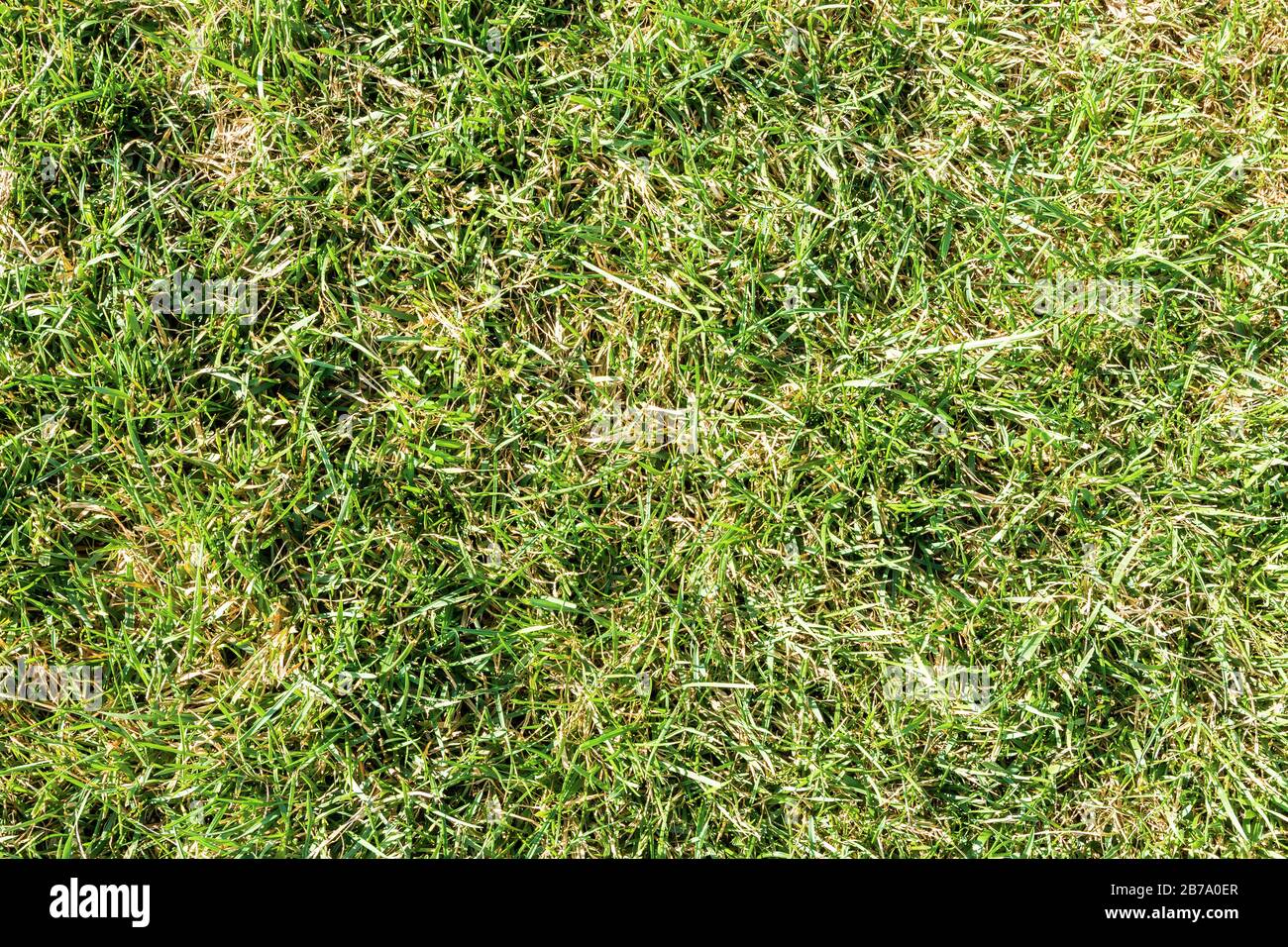 top view close up spring green grass in midday for background Stock ...