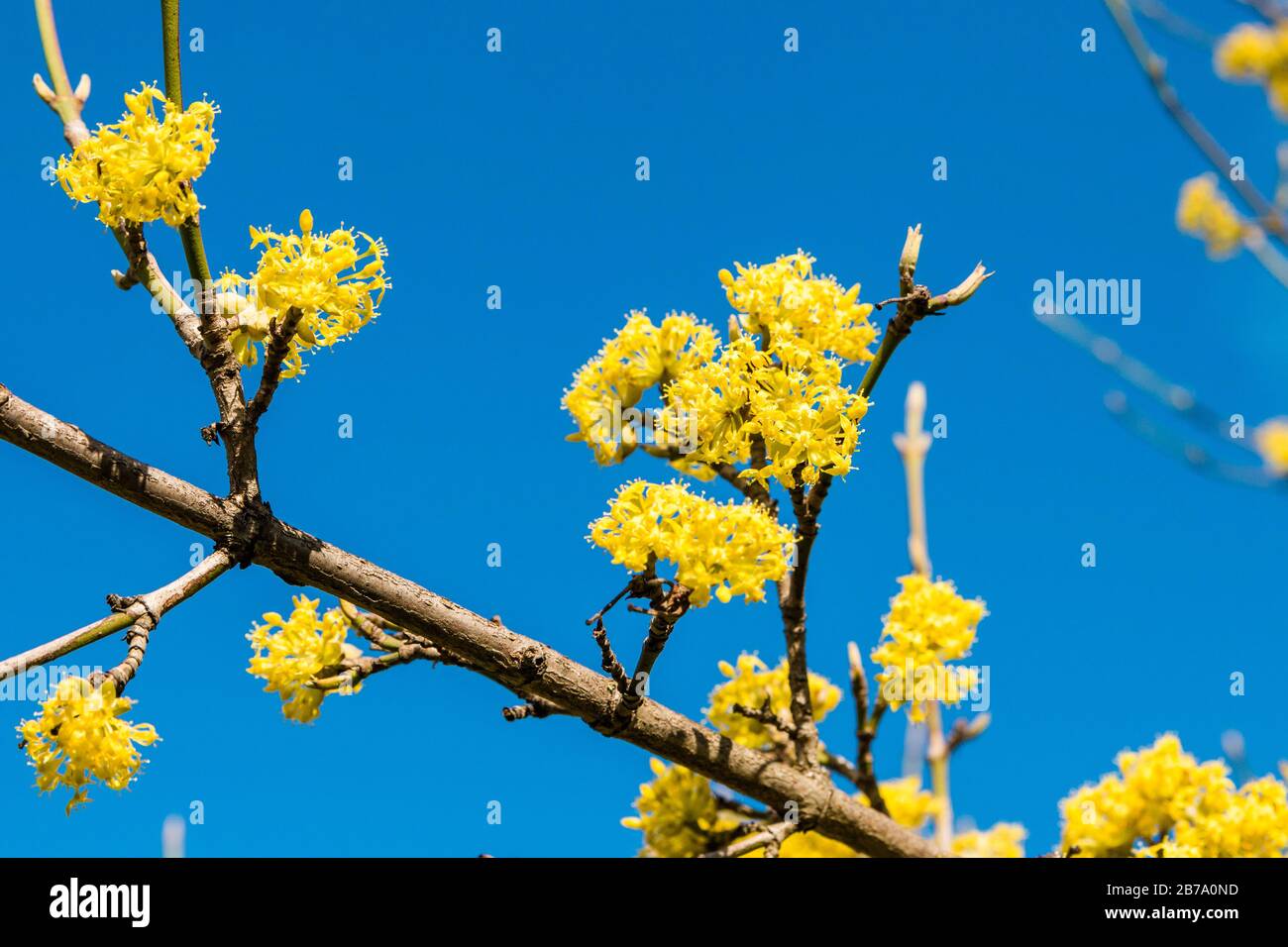 Spring blooming tree hi-res stock photography and images - Alamy