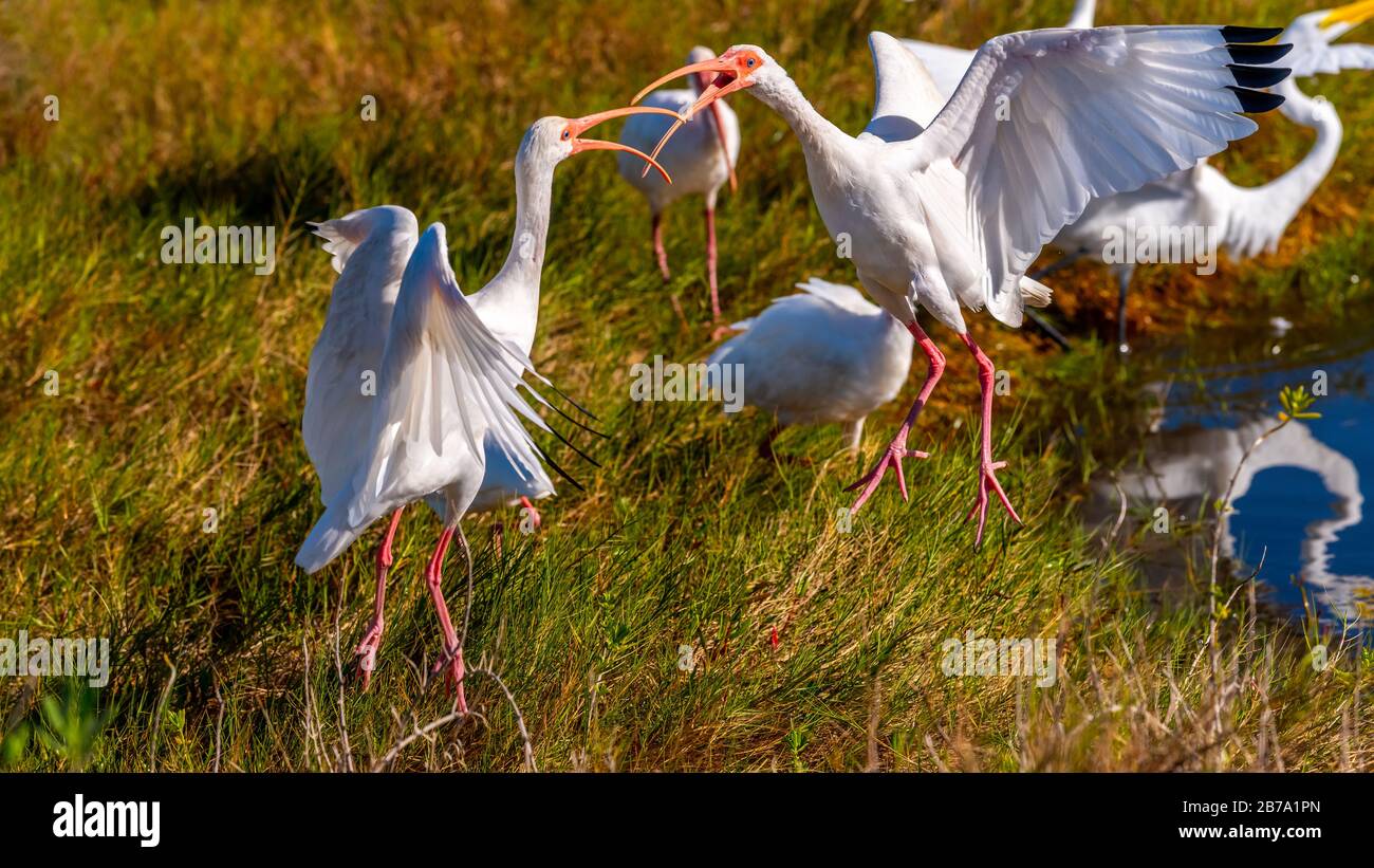 Two White Ibis (Eudocimus albus) interact jumping up with wings spread ...