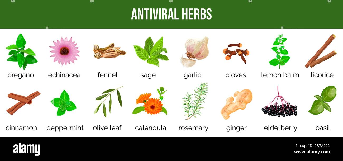 Set of antiviral herbs..food sources, natural herbs and spices to ...