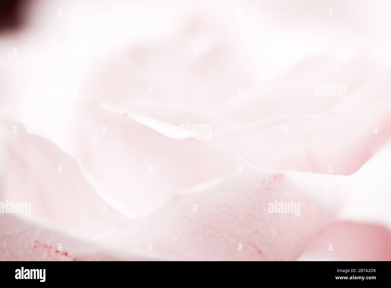 Tender rose flower in nature, floral art and botanical garden as ...