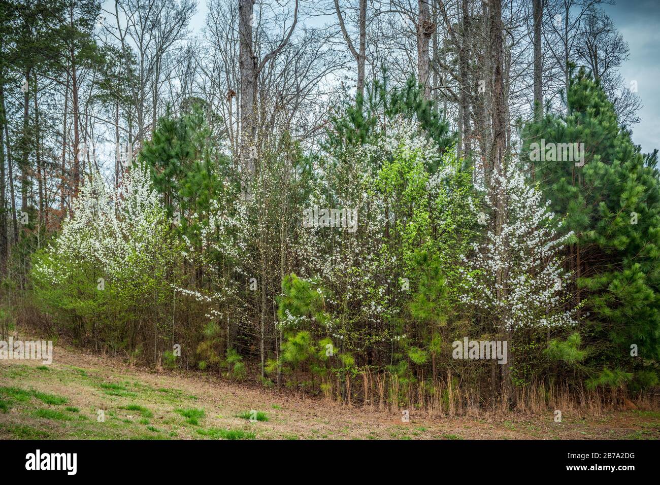White flowering trees mixed among other trees just budding in early ...