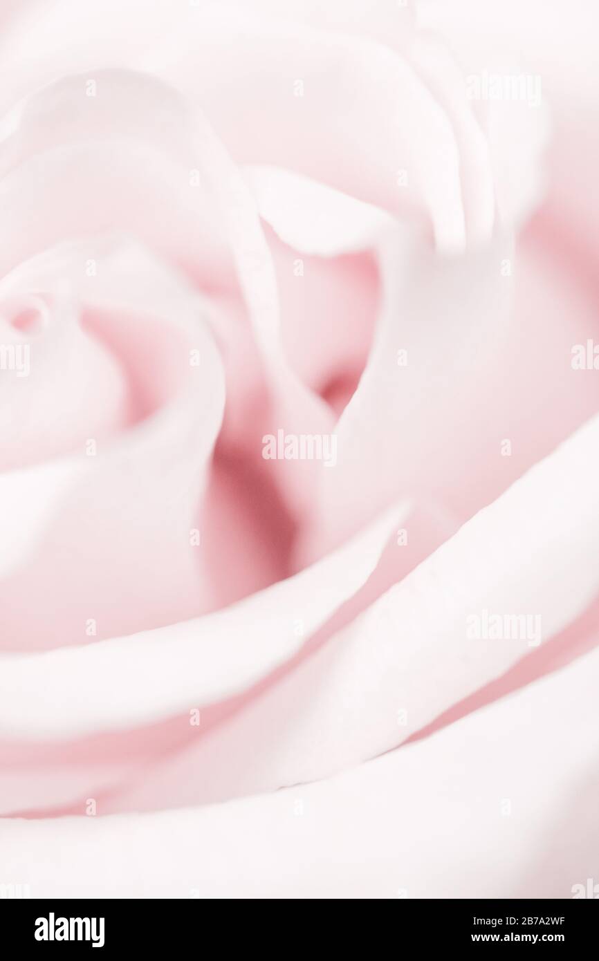 Tender rose flower in nature, floral art and botanical garden as ...
