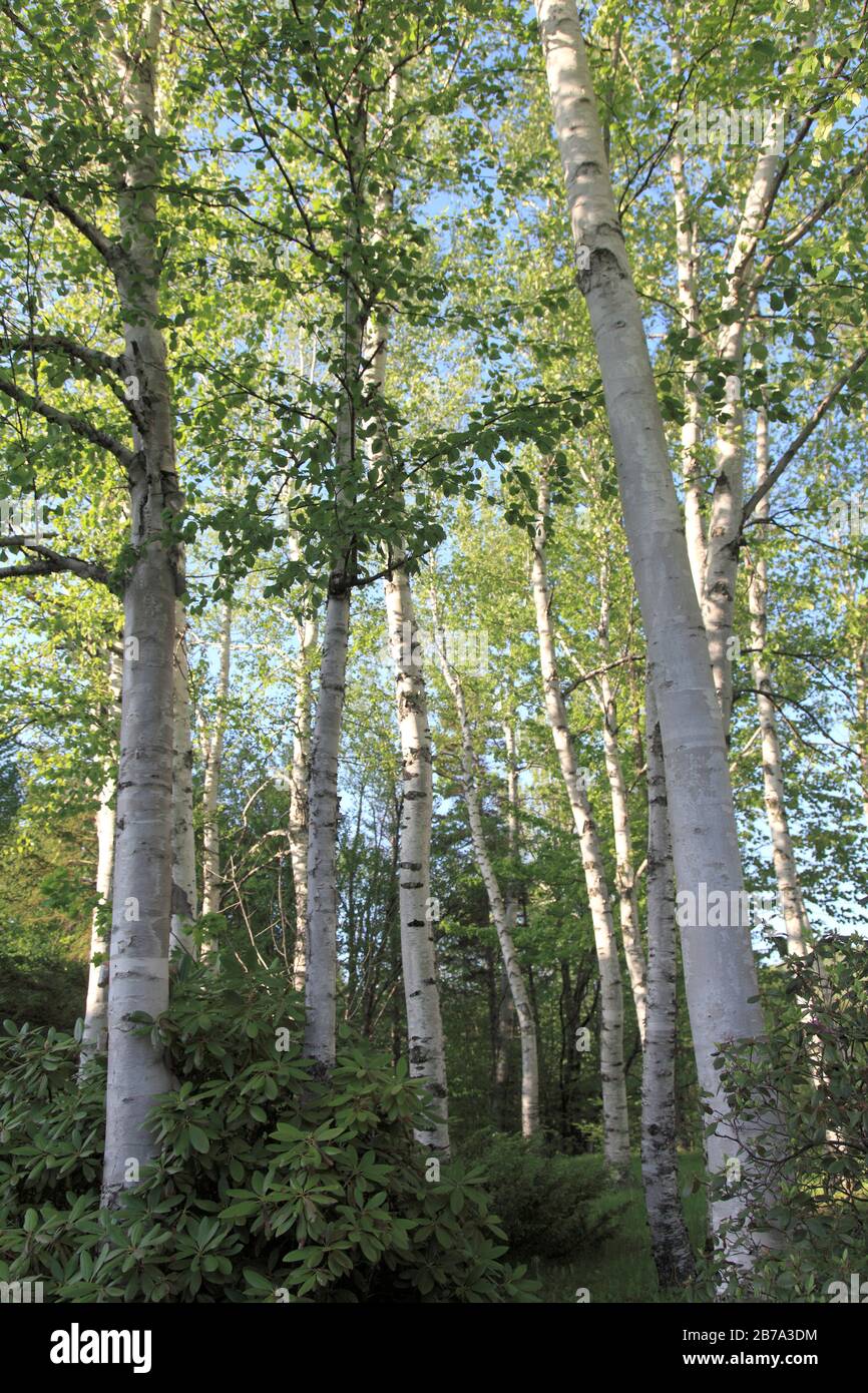 White or Silver Birch Trees (Betula Papyrifera), White Mountain ...