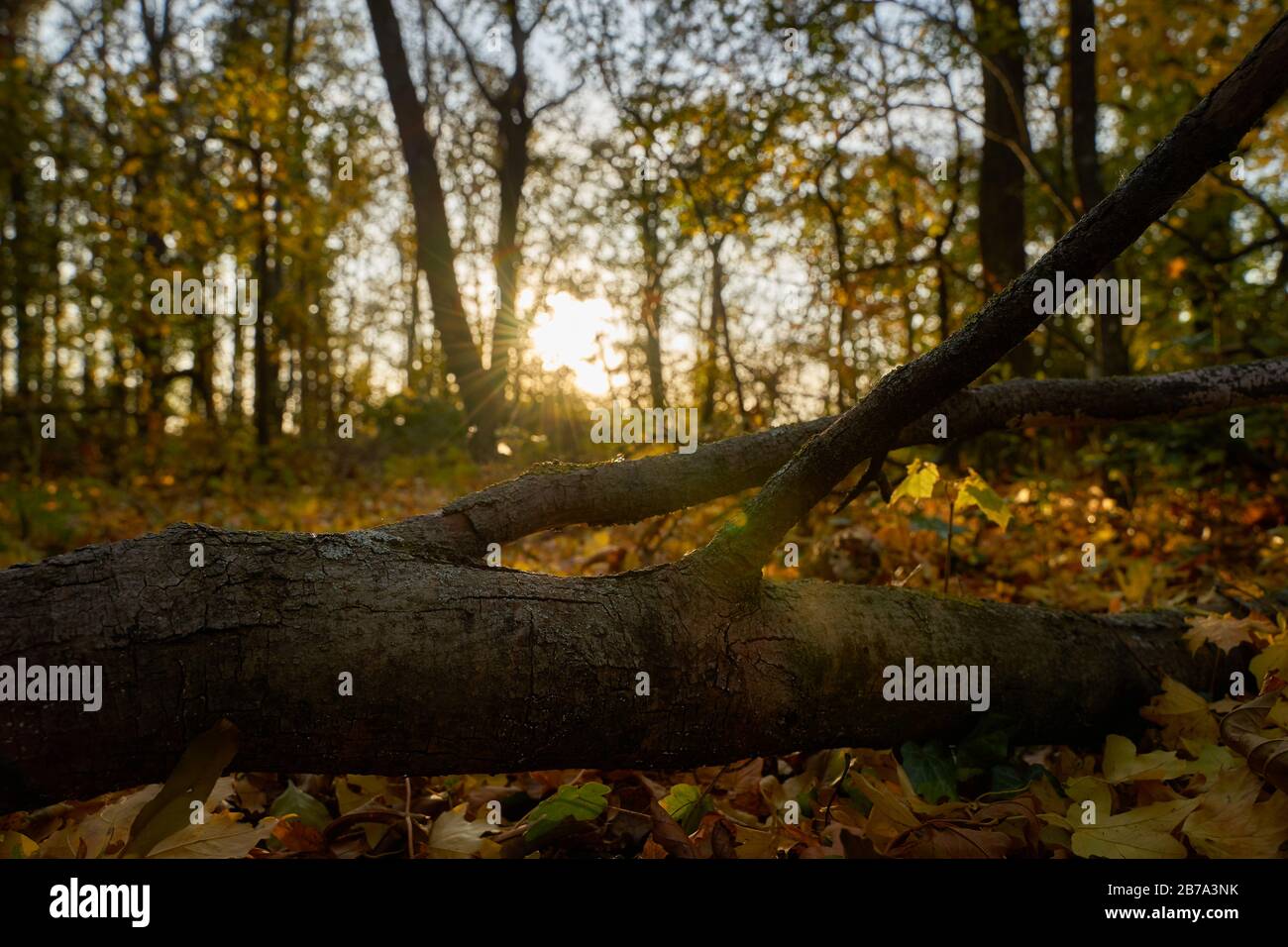 autumn in the park brown leaves Stock Photo - Alamy