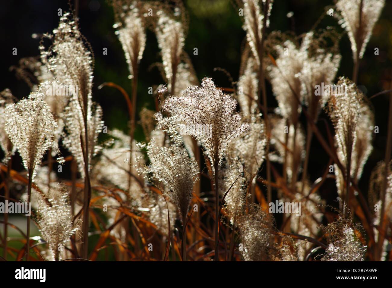 reed in the garden with backlight Stock Photo - Alamy