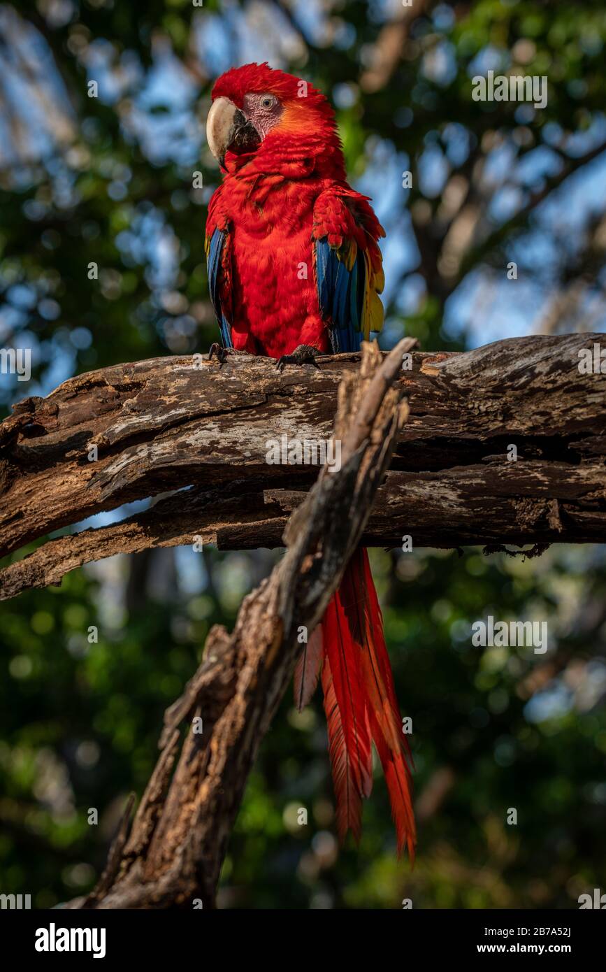 Scarlet macaw in tree hi-res stock photography and images - Alamy