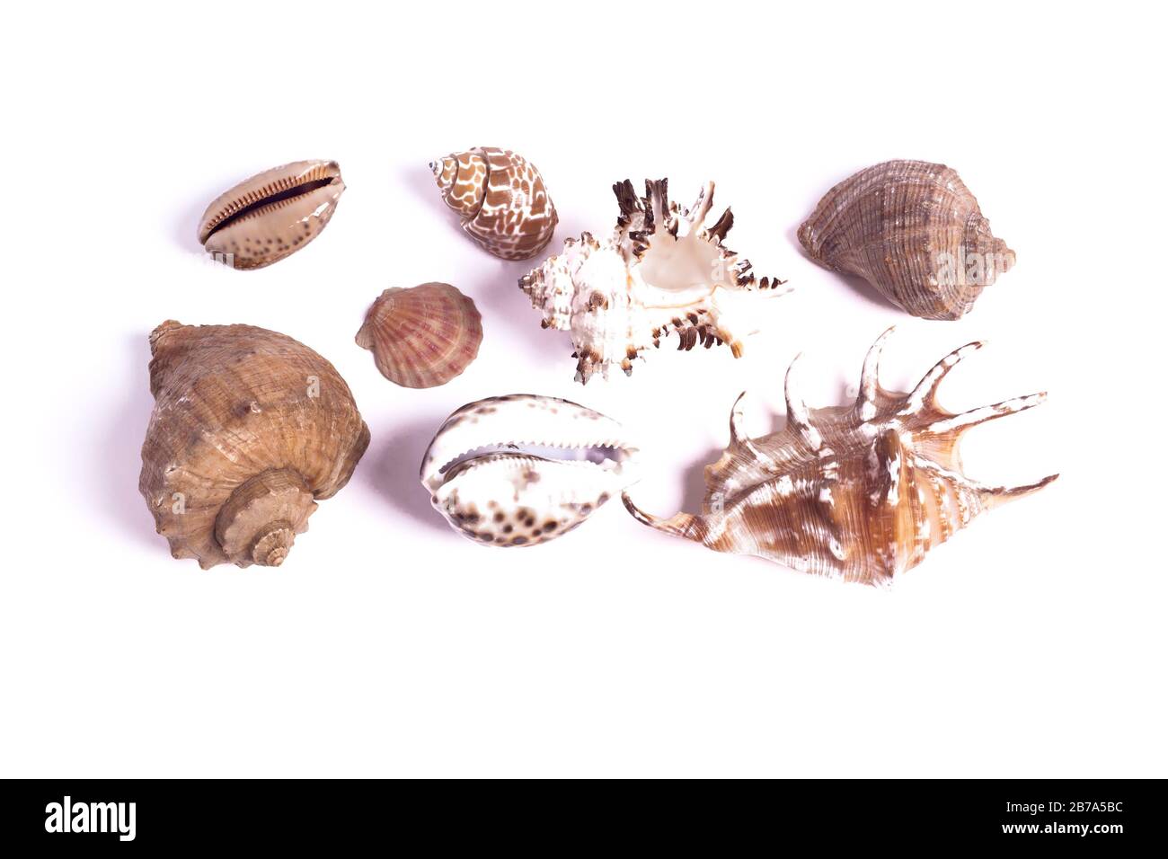 seashells of different sizes on a white background isolated background ...