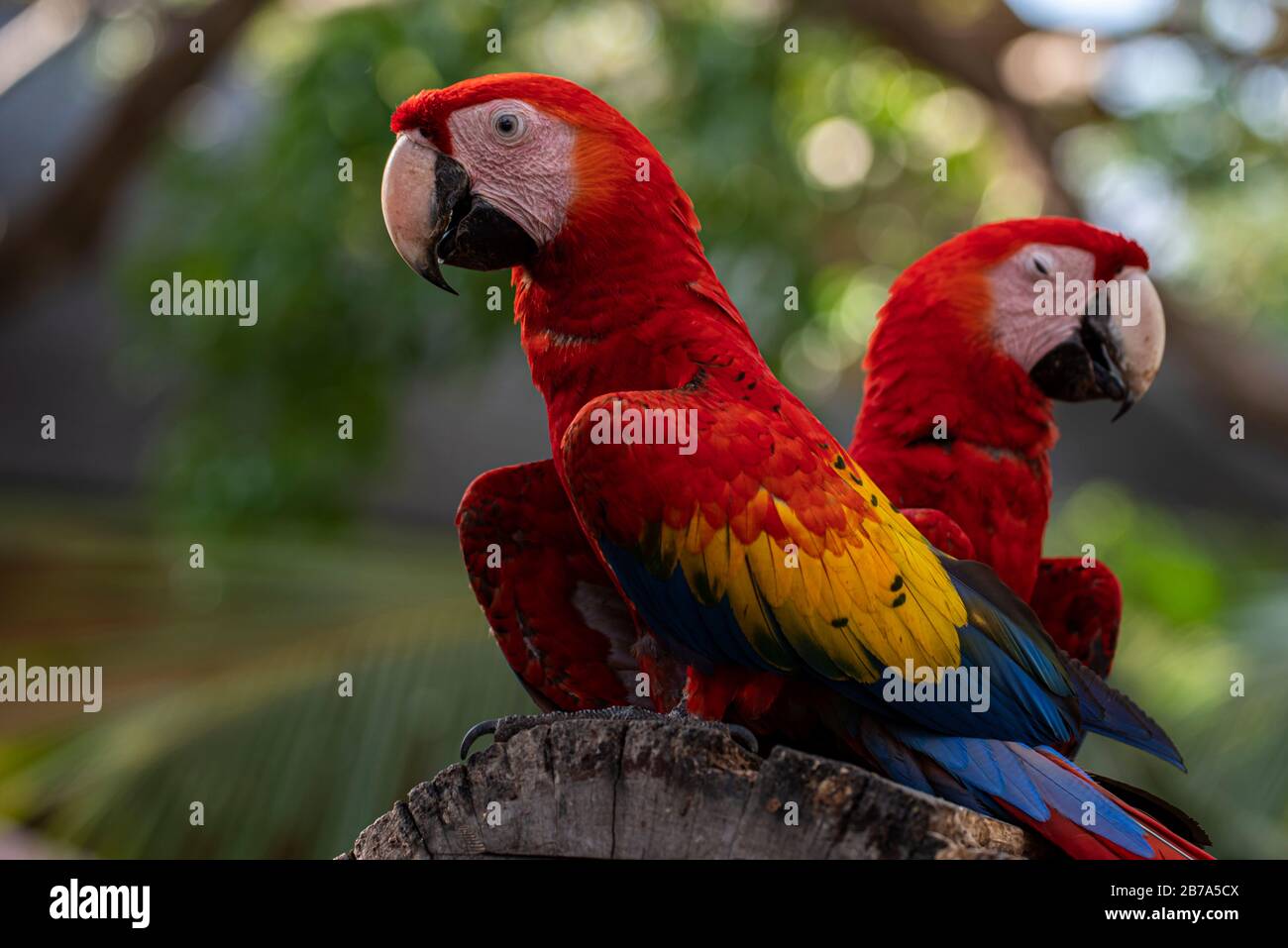 Pair of scarlet macaws image taken in Azuero Panama Stock Photo - Alamy