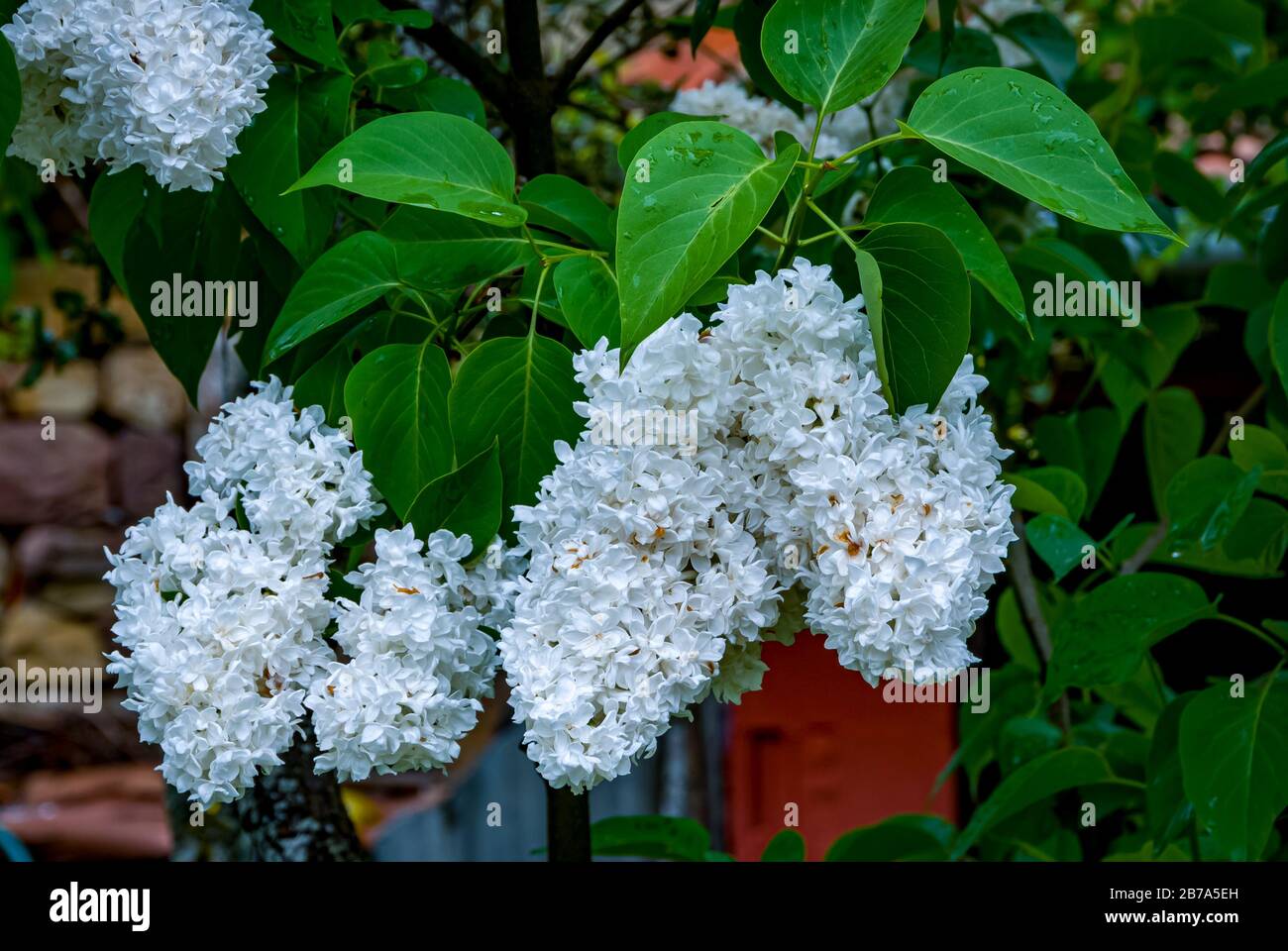 Lilo flowers hi-res stock photography and images - Alamy