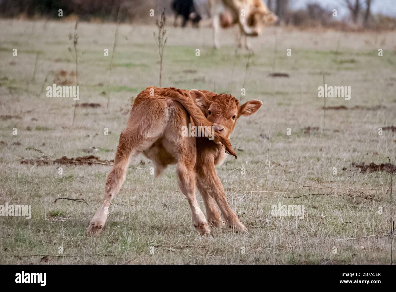 Little calf biting its tail Stock Photo - Alamy