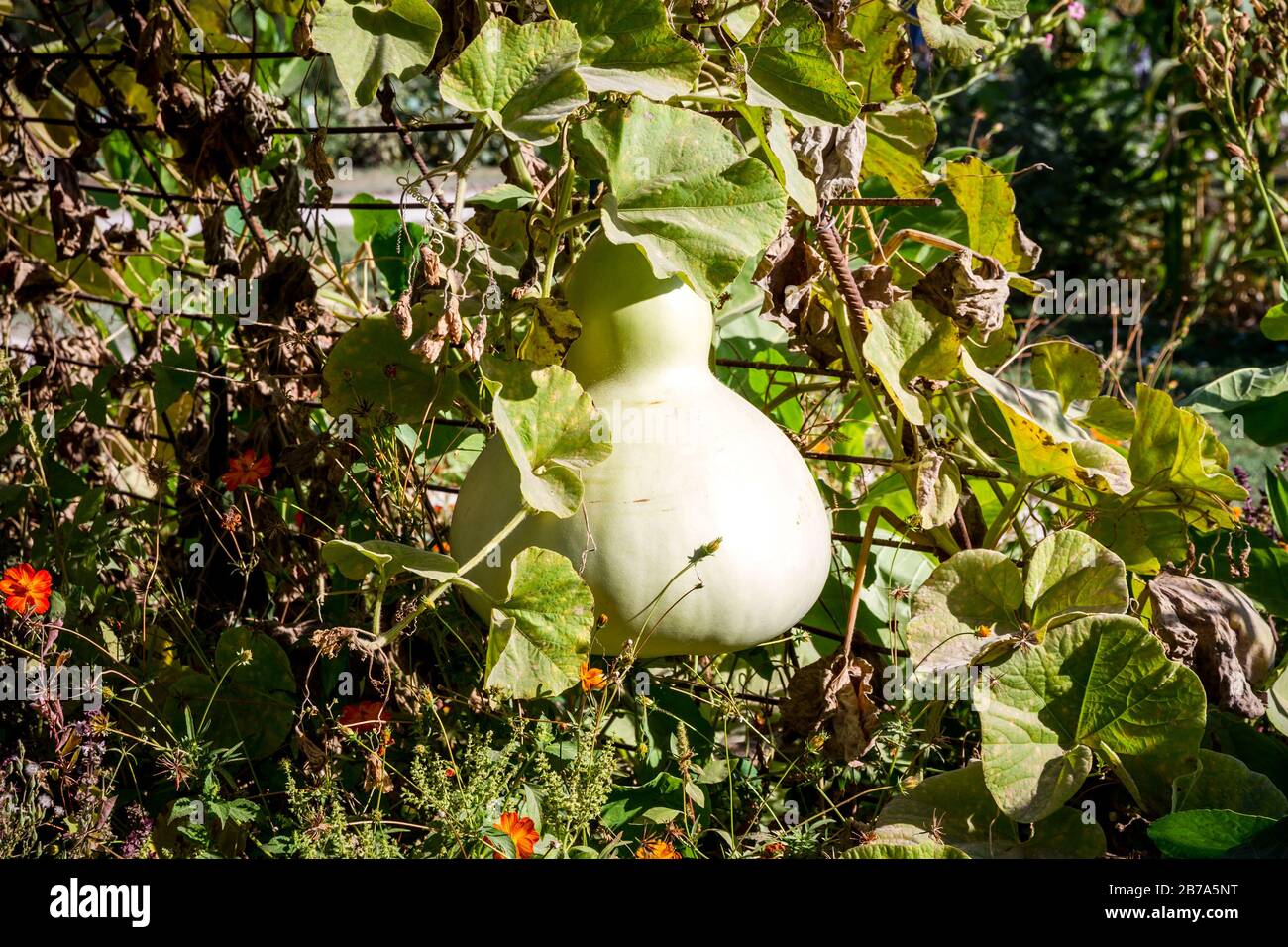 Big organic Butternut squash in a garden Stock Photo - Alamy