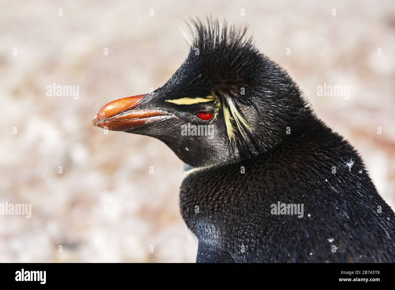 Pinguino pinguino pinguino hi-res stock photography and images - Alamy