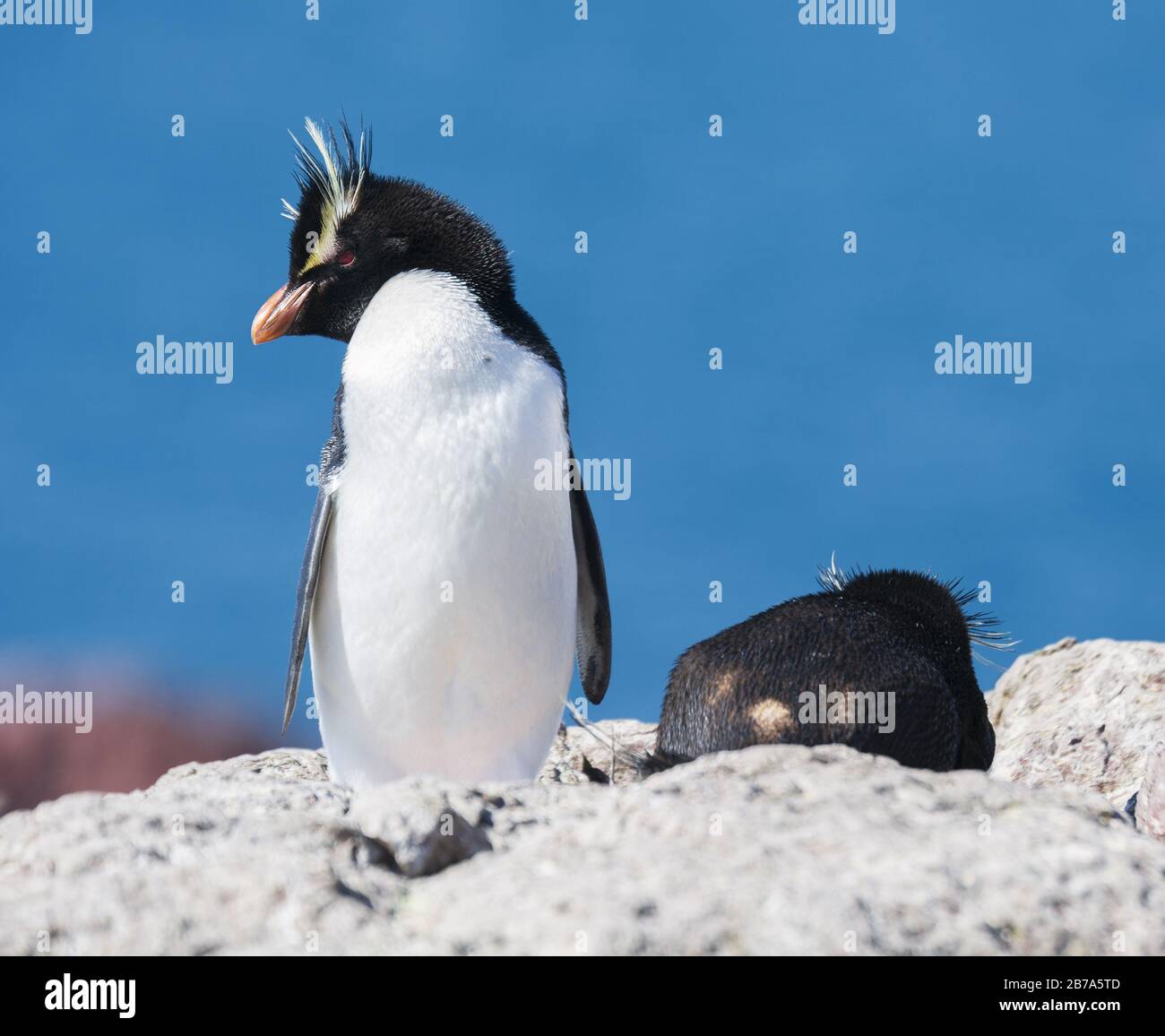 Rockhopper penguin, Isla Pinguino, Puerto Deseado, Patagonia Argentina ...