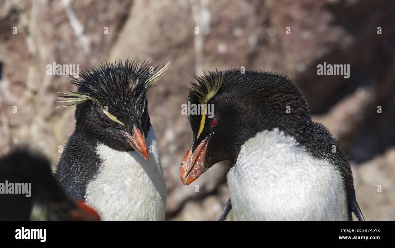Pinguino pinguino pinguino hi-res stock photography and images - Alamy