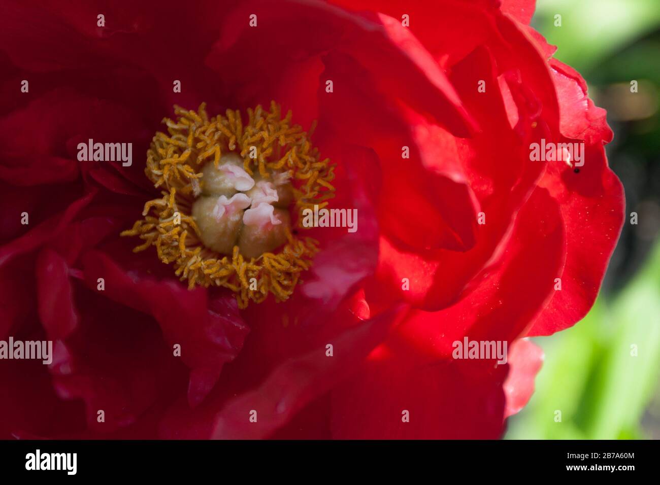 Red Peony Flower Stock Photo - Alamy