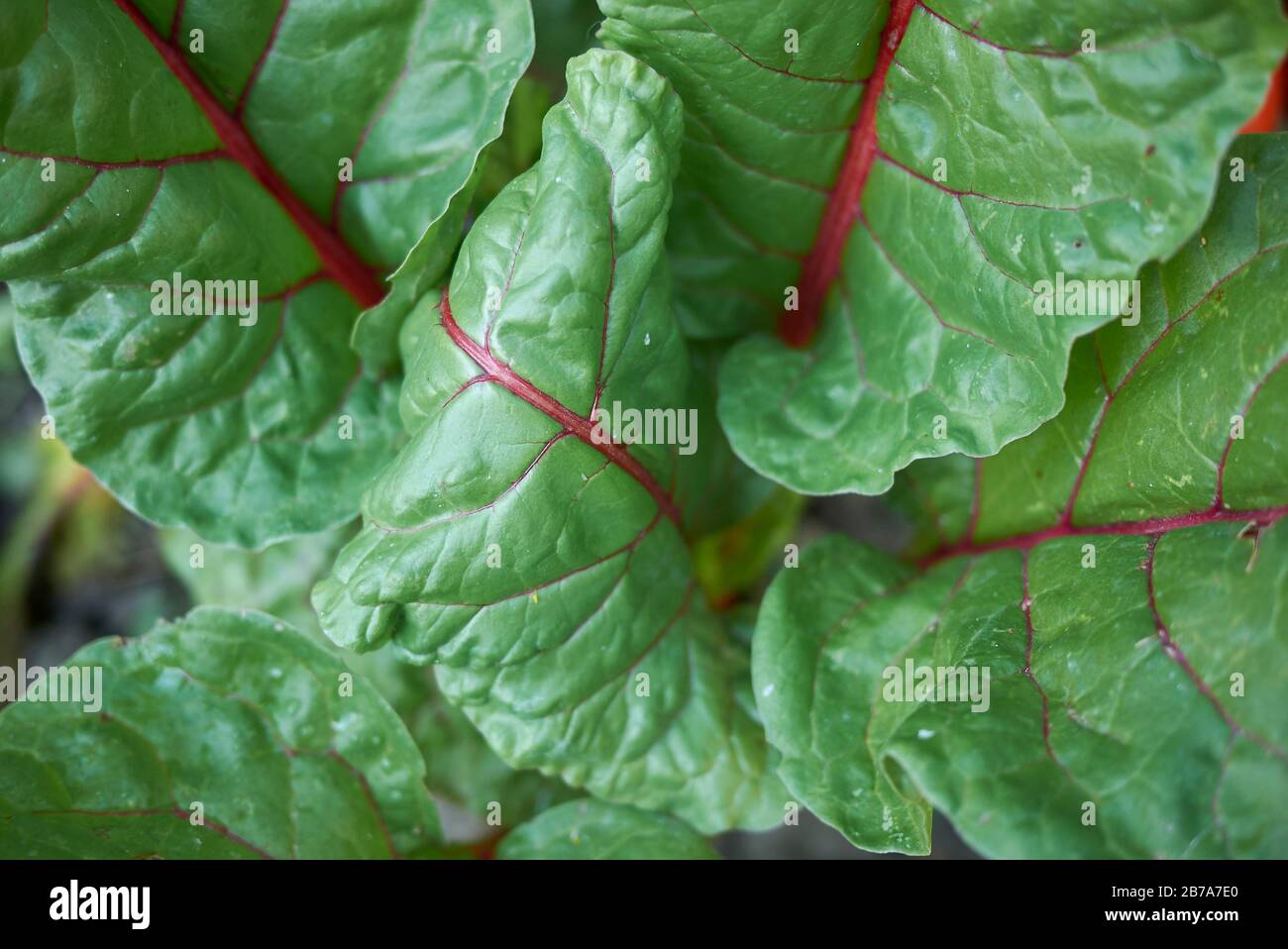 Beta vulgaris subsp hi-res stock photography and images - Alamy