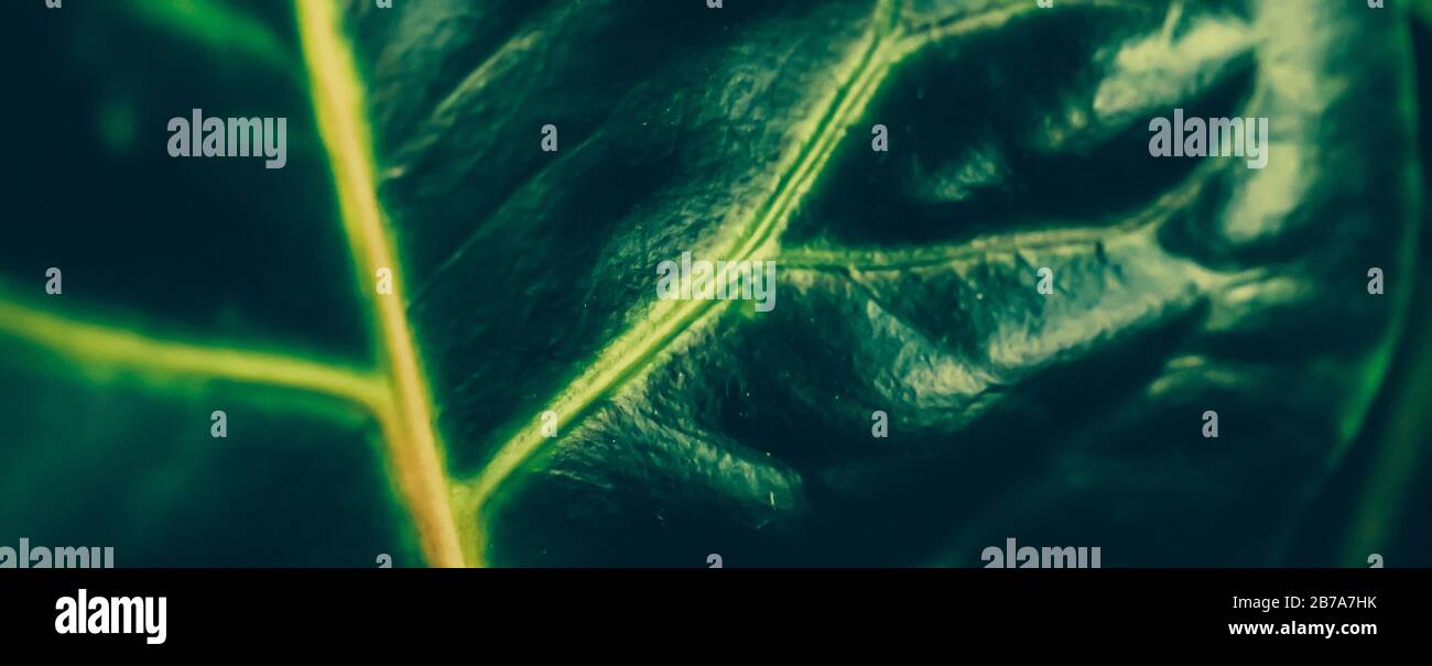Green leaf texture as tropical botanical garden background, nature and ...