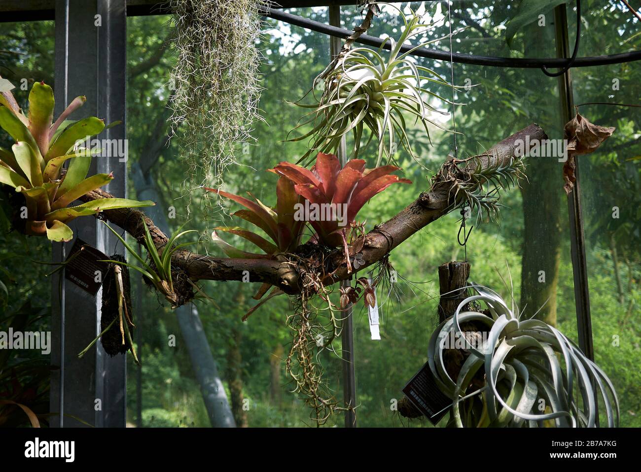 Bromeliads and pot hi-res stock photography and images - Alamy