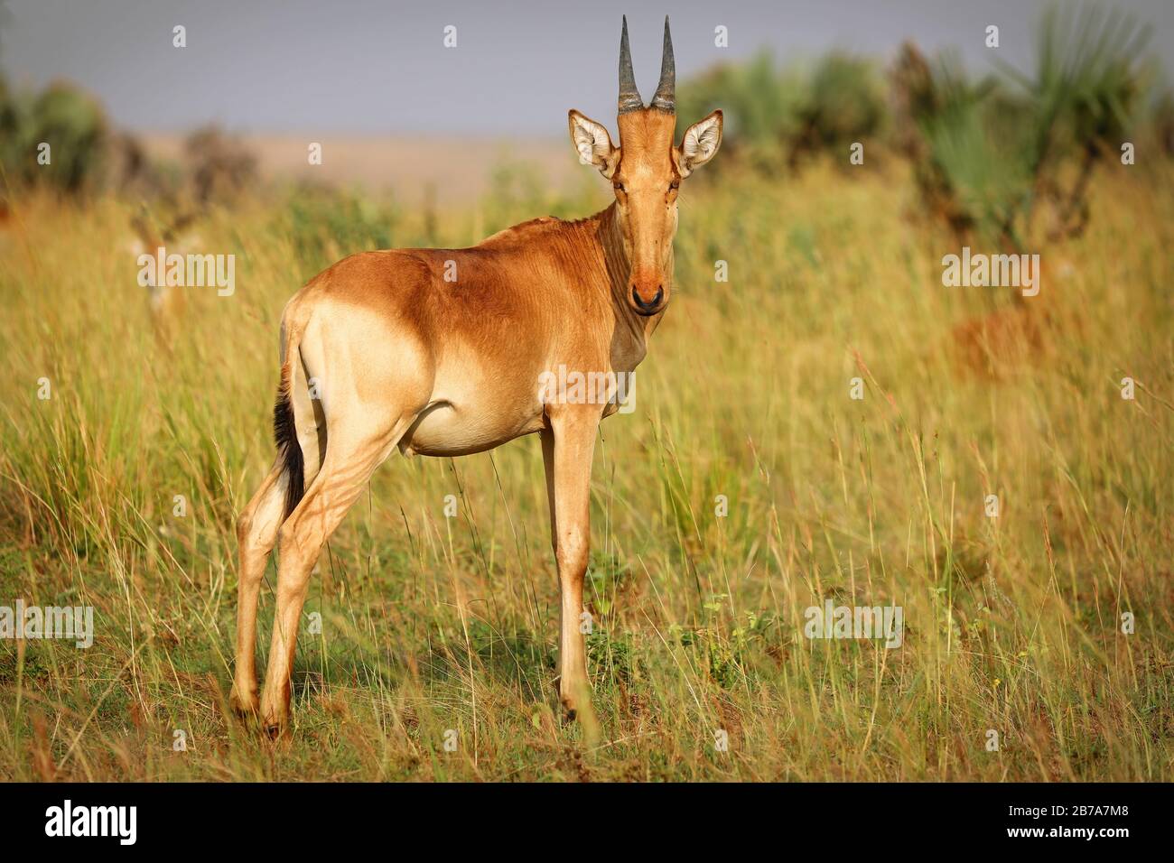 Hartebeest uganda africa hi-res stock photography and images - Alamy