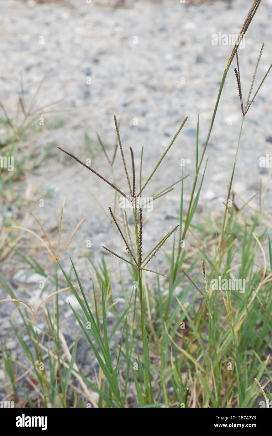 Bermuda grass cynodon dactylon flower hi-res stock photography and ...