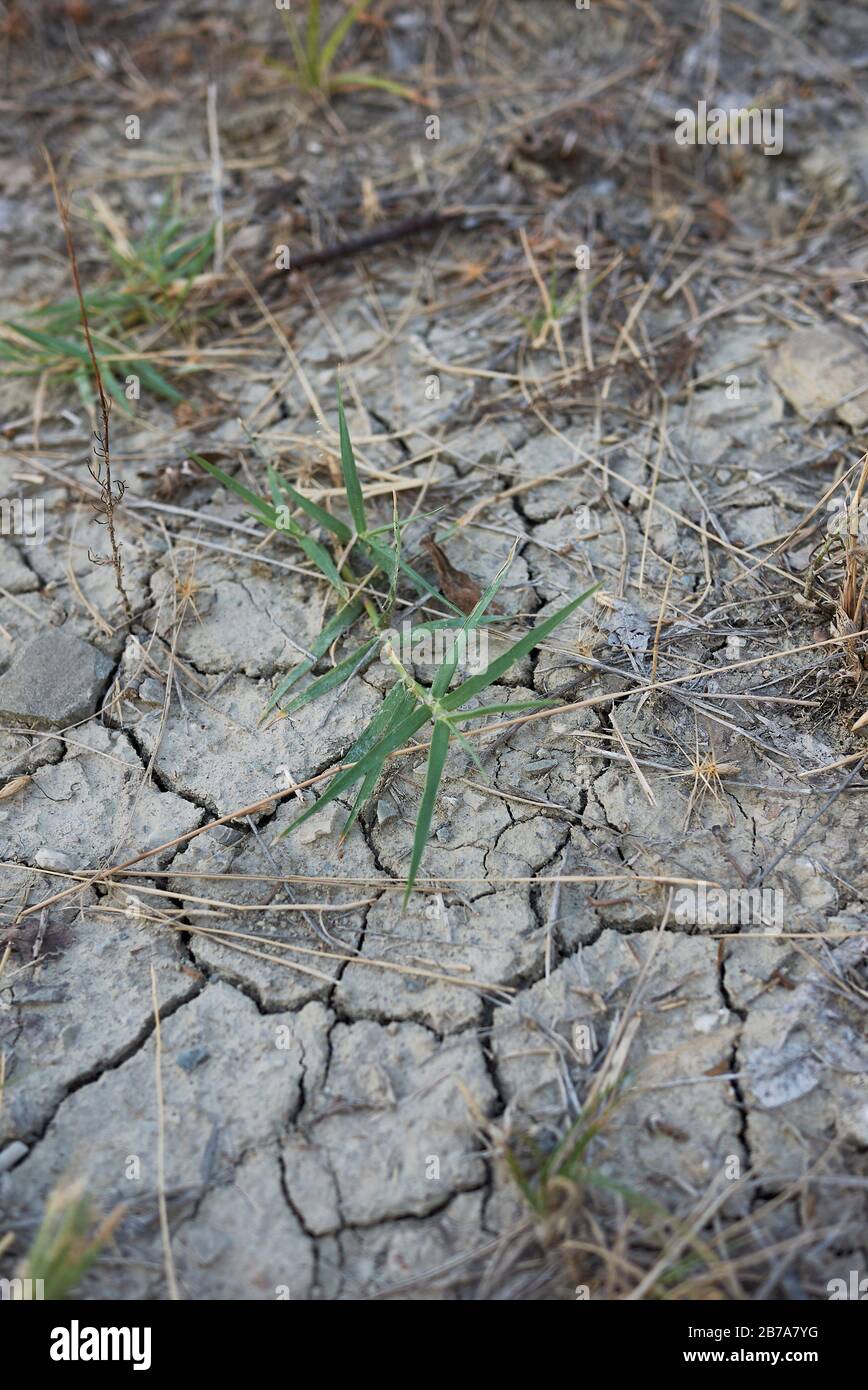 Cynodon hi-res stock photography and images - Alamy