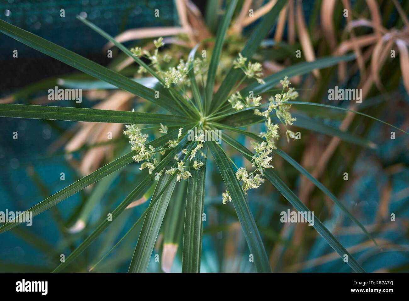 Cyperus alternifolius hi-res stock photography and images - Alamy