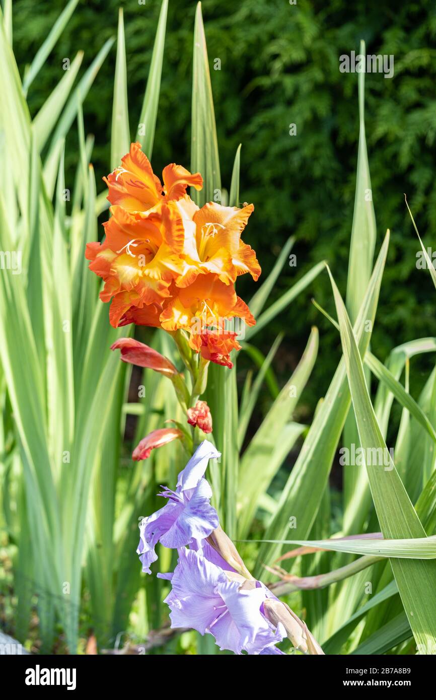Orange gladioluses hi-res stock photography and images - Alamy