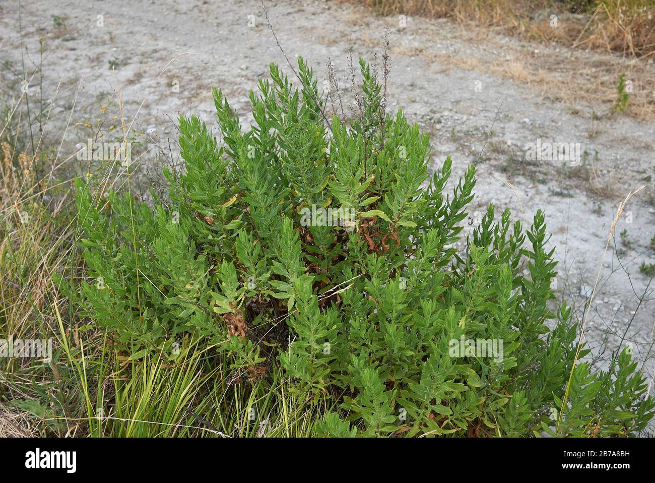 Sticky fleabane dittrichia viscosa hi-res stock photography and images ...