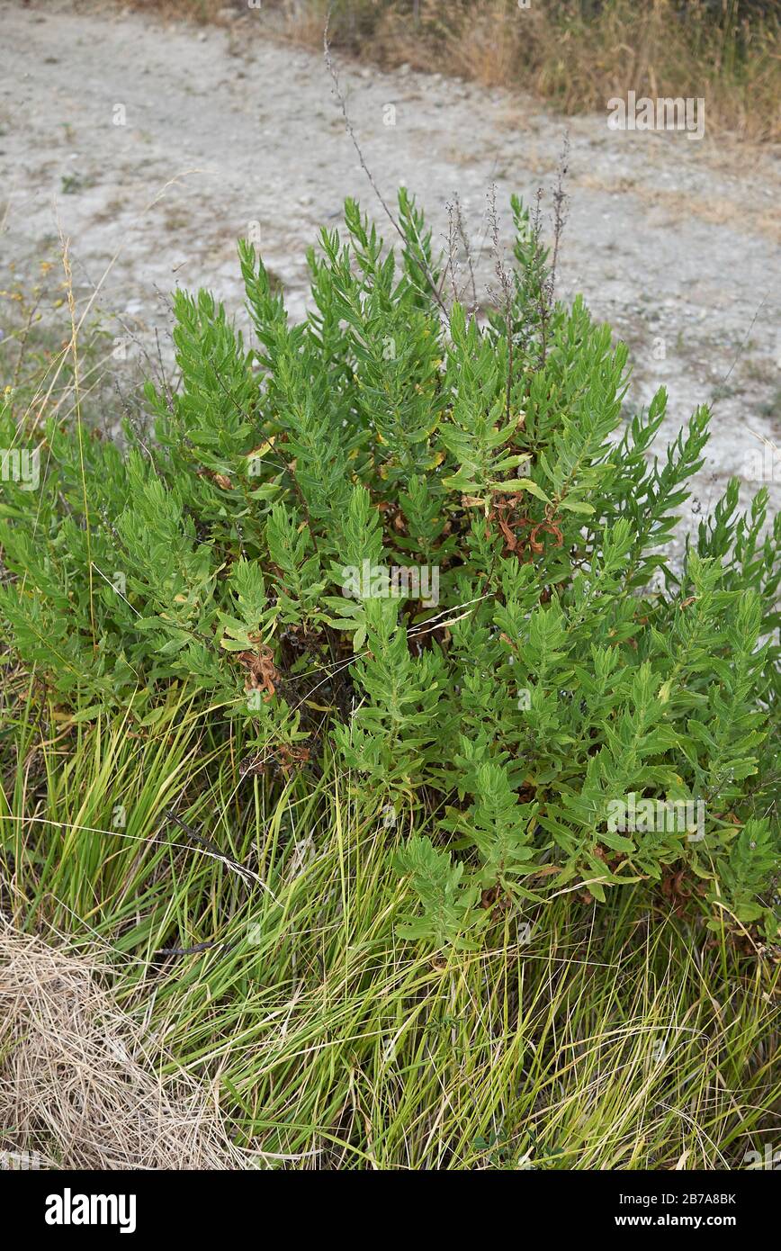 Sticky fleabane dittrichia viscosa hi-res stock photography and images ...