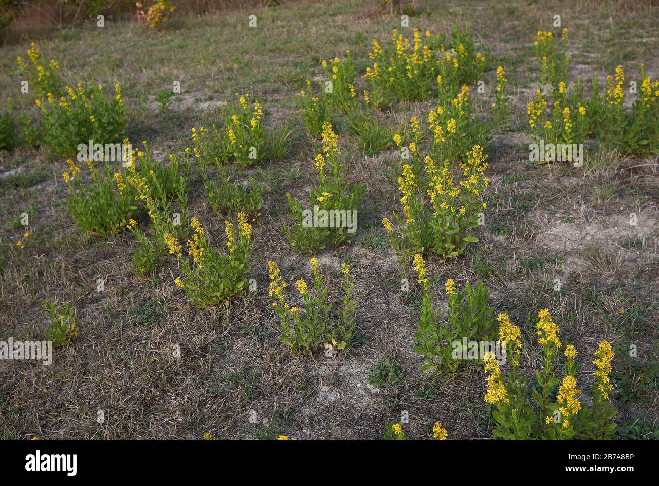Sticky fleabane dittrichia viscosa hi-res stock photography and images ...