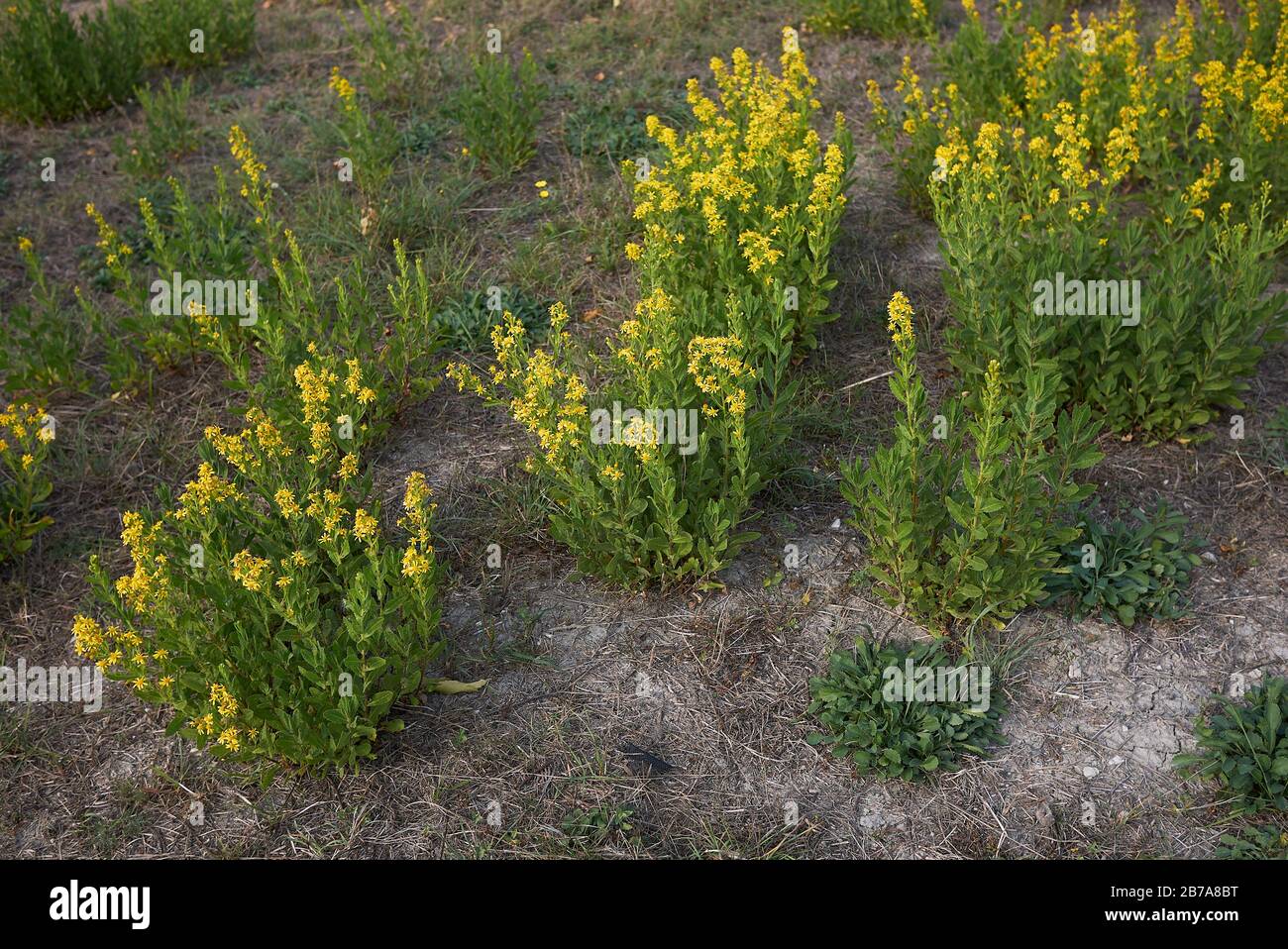 Sticky fleabane dittrichia viscosa hi-res stock photography and images ...