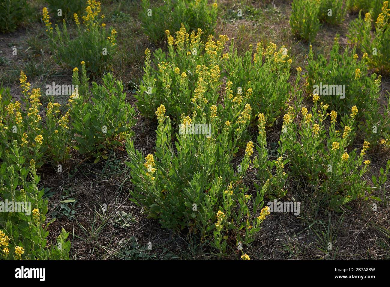 Dittrichia hi-res stock photography and images - Alamy