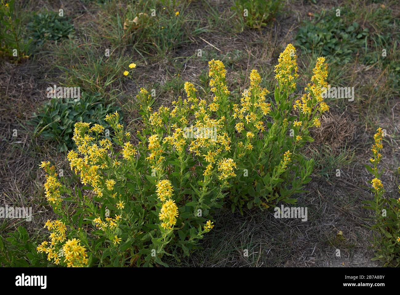 Sticky fleabane dittrichia viscosa hi-res stock photography and images ...