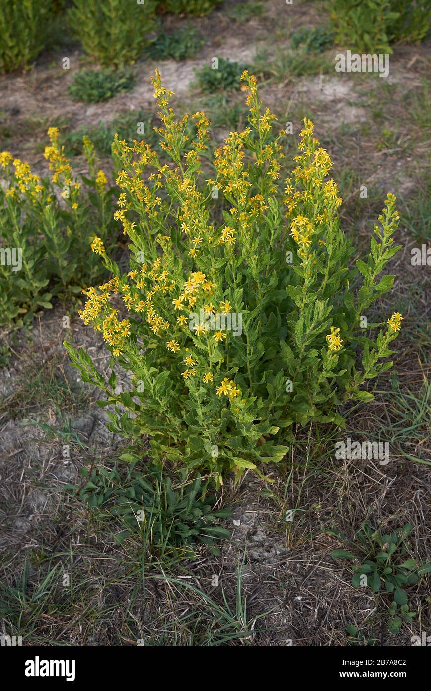 Sticky fleabane dittrichia viscosa hi-res stock photography and images ...