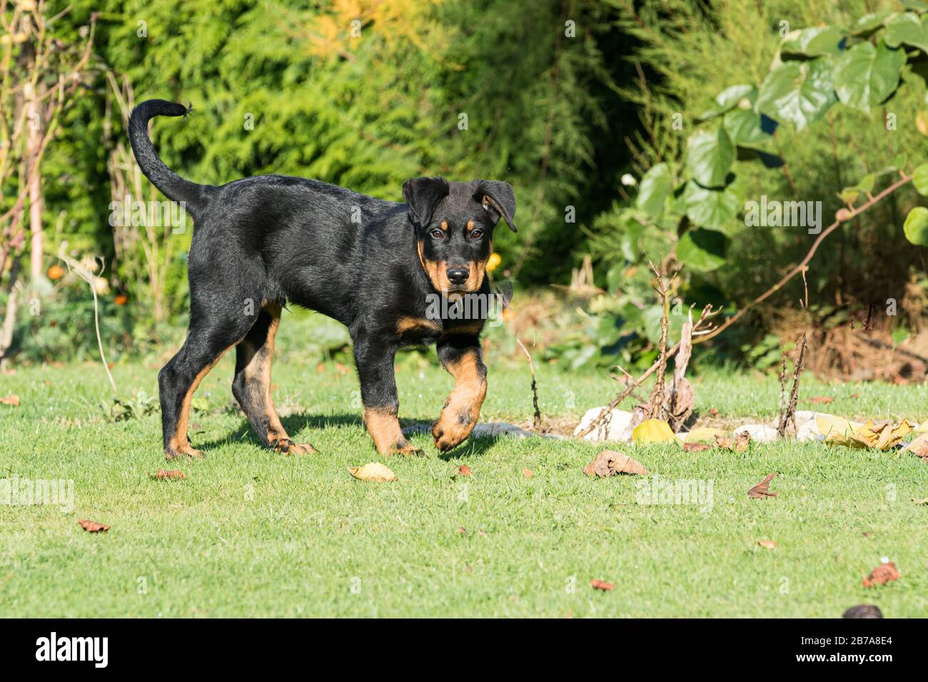 Beauce dog hi-res stock photography and images - Alamy