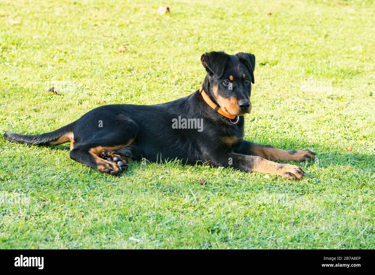 adorable young Beauce shepherd dog attentive and lying in the green ...