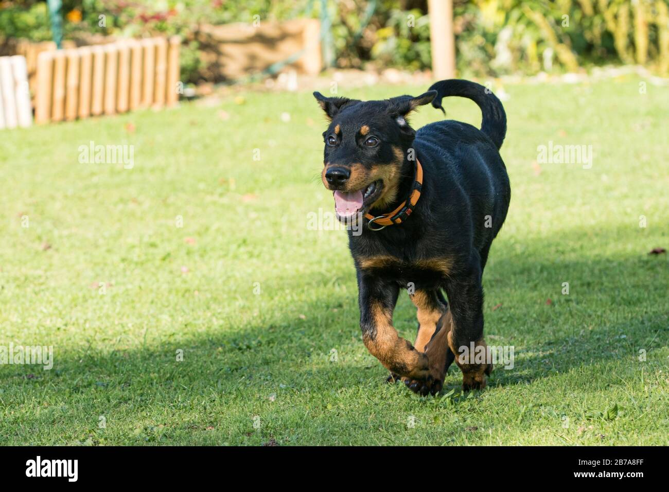 Beauce dog hi-res stock photography and images - Alamy
