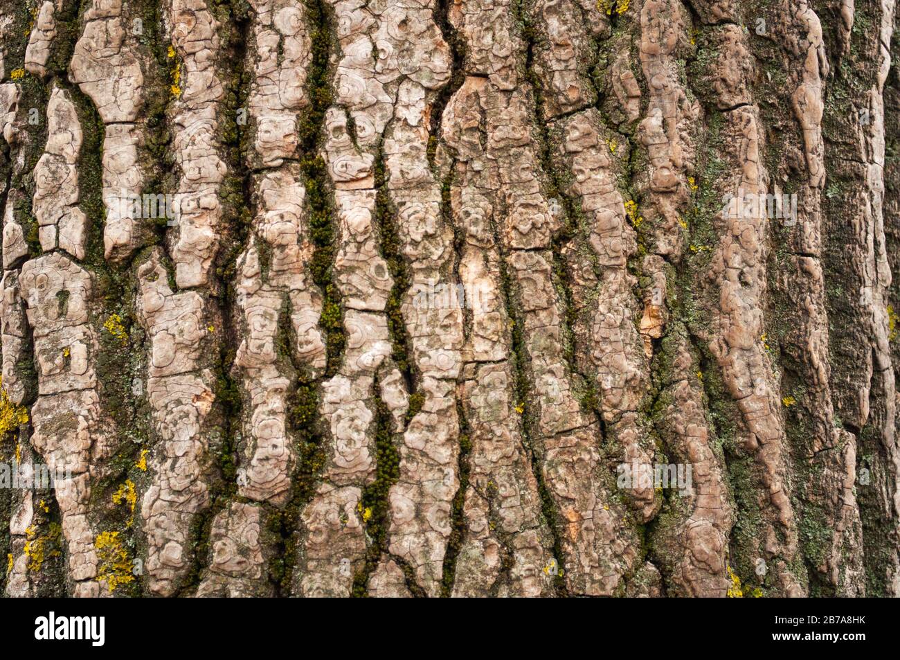 Old gray poplar cracked wood bark. Tree trunk. Macro wood backdrop ...