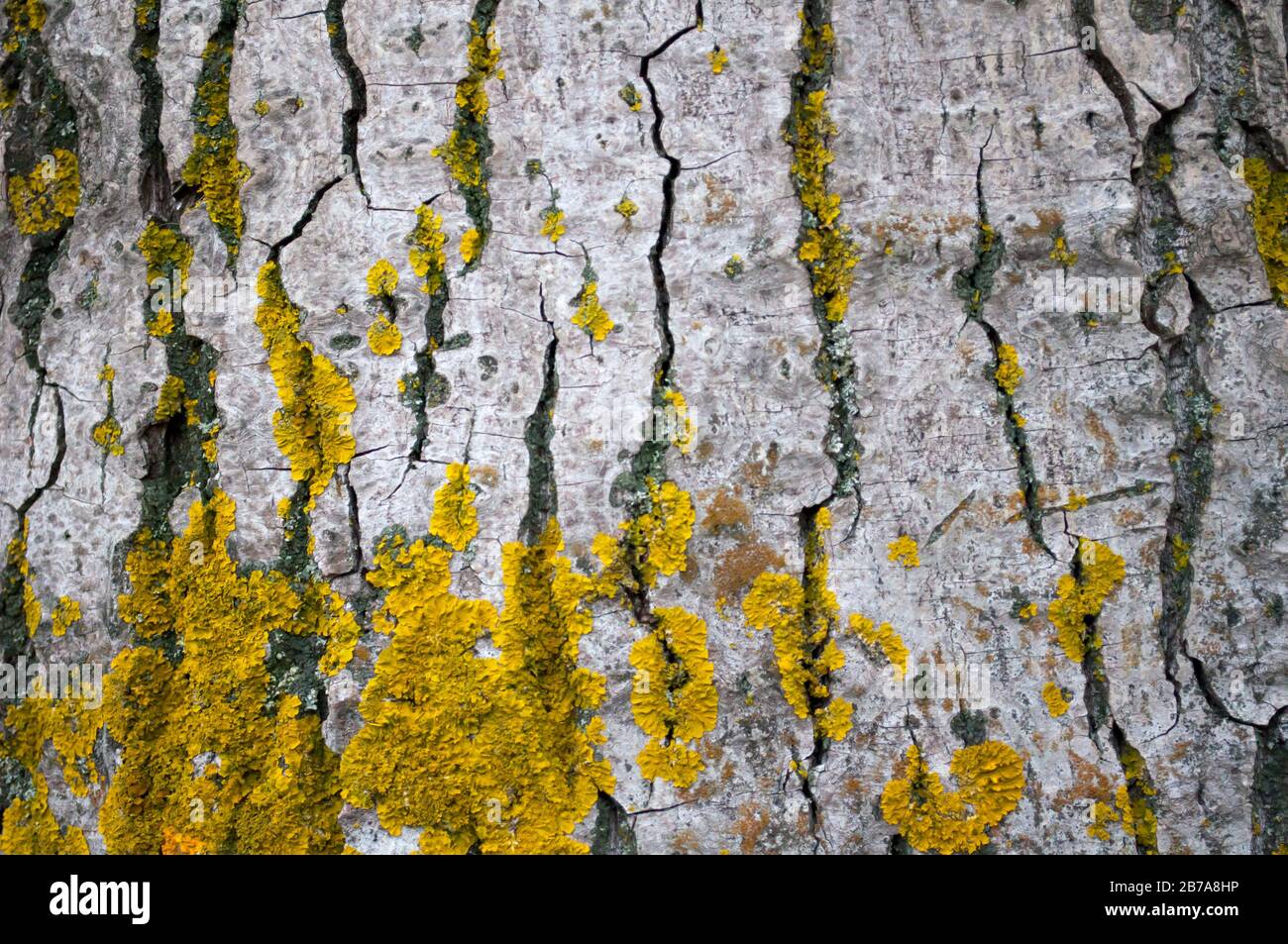 Aspen tree trunk bark with yellow moss, horizontal background texture ...