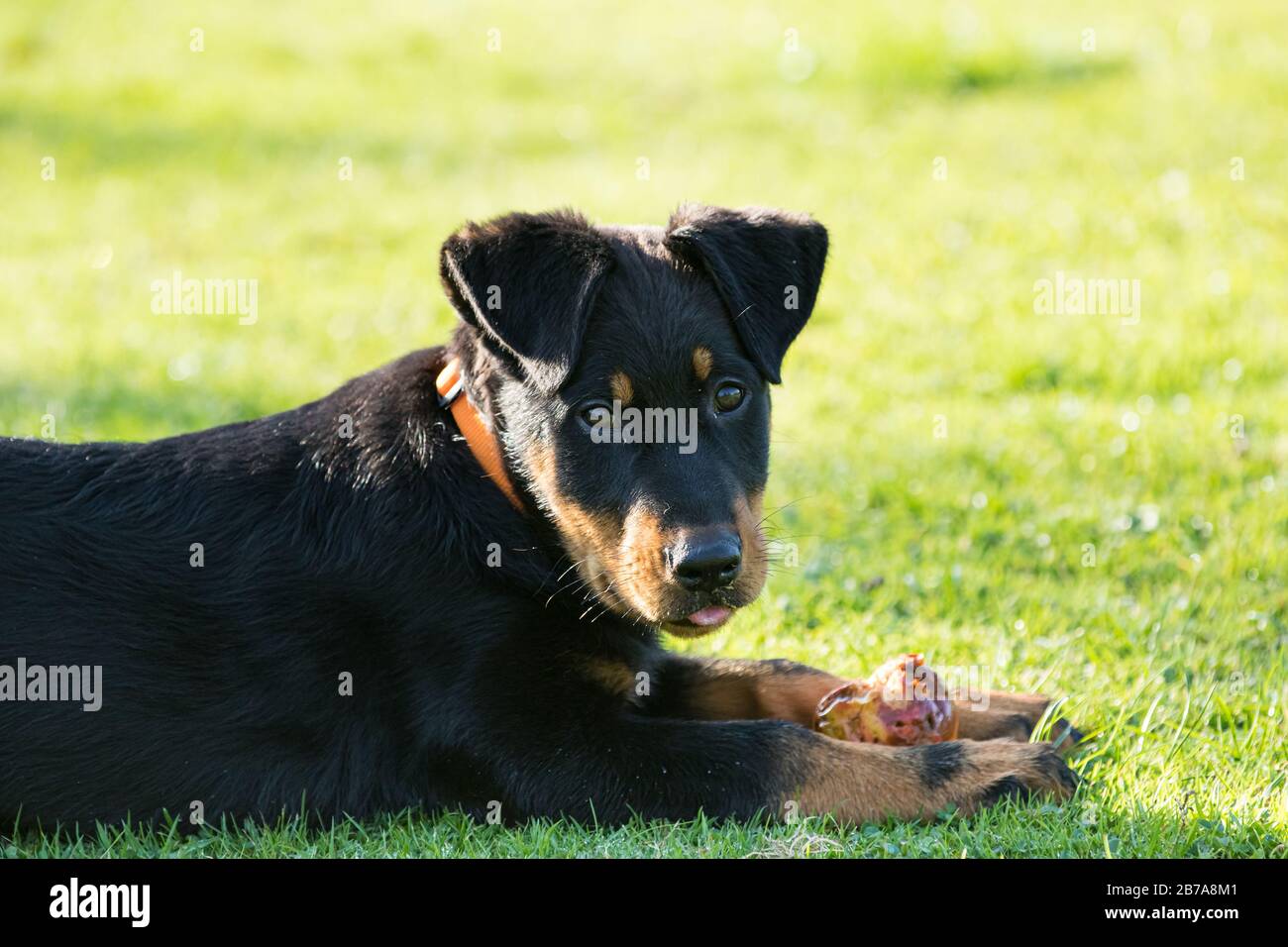 adorable young Beauce shepherd dog lying in the green grass and eating ...