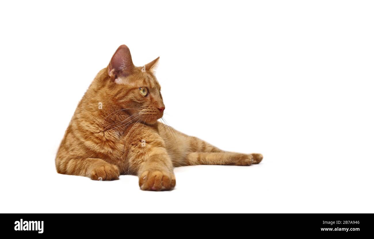 Cat looking sideway hi-res stock photography and images - Alamy